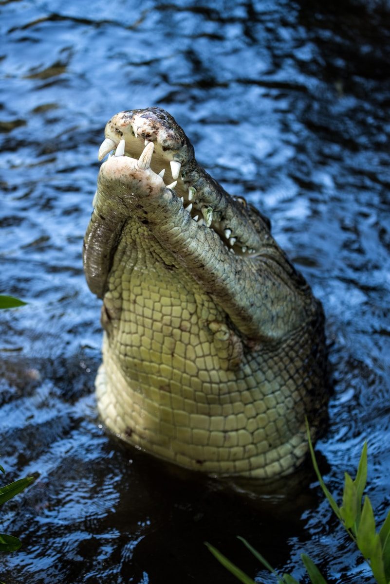 Sea creatures that are considered the most dangerous