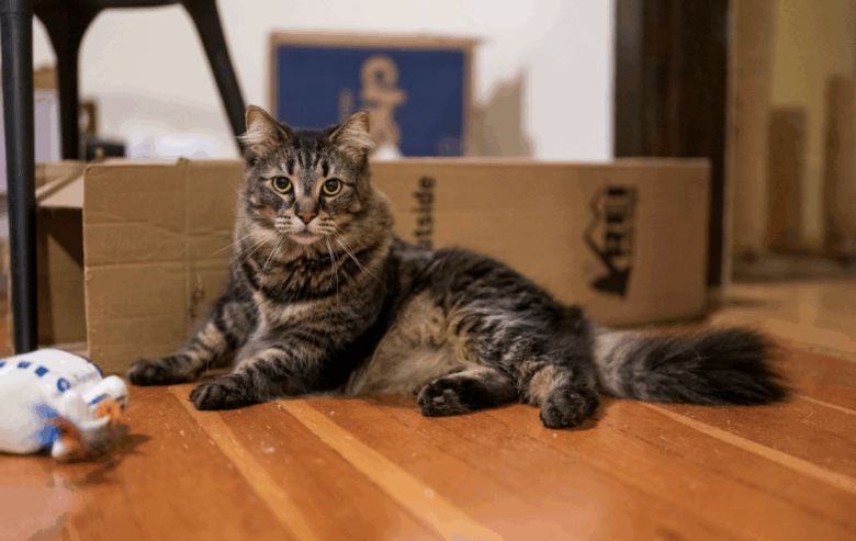 Bringing your outdoor cat inside? Avoid these common mistakes