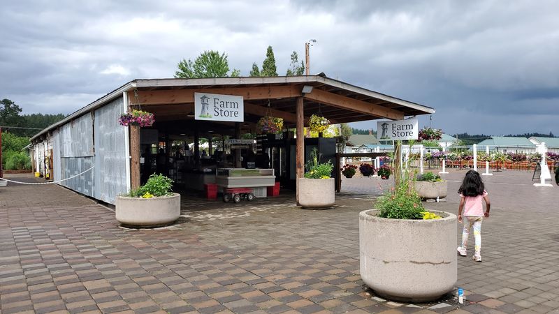 The Oregon berry farm where you pick your own fruit for $5 and eat as ...