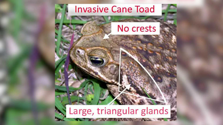 Fourth-grader hunts toxic cane toads to protect pets and Florida wildlife