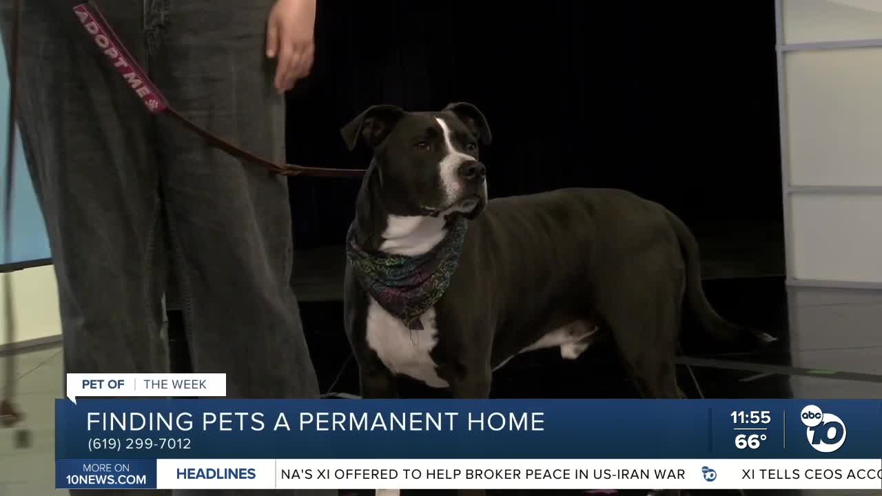 Pet of the week: Flash