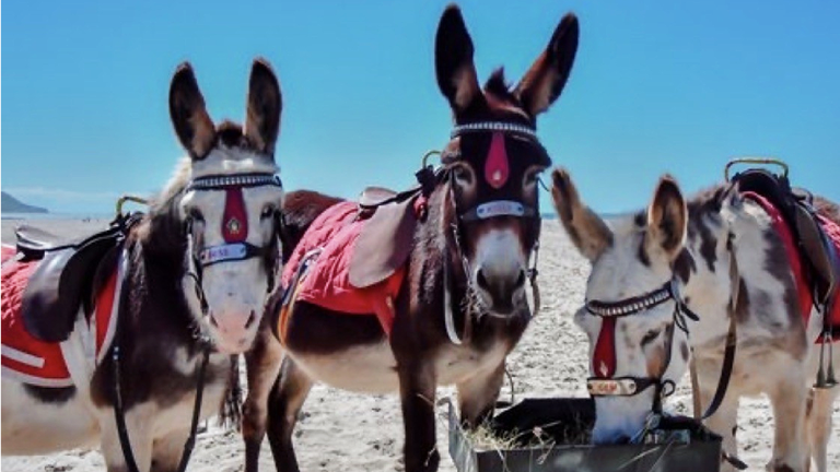 Is the tradition of donkeys at the beach riding off into the sunset?