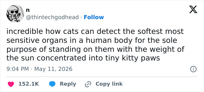 47 hilariously accurate cat tweets that every cat owner should ...