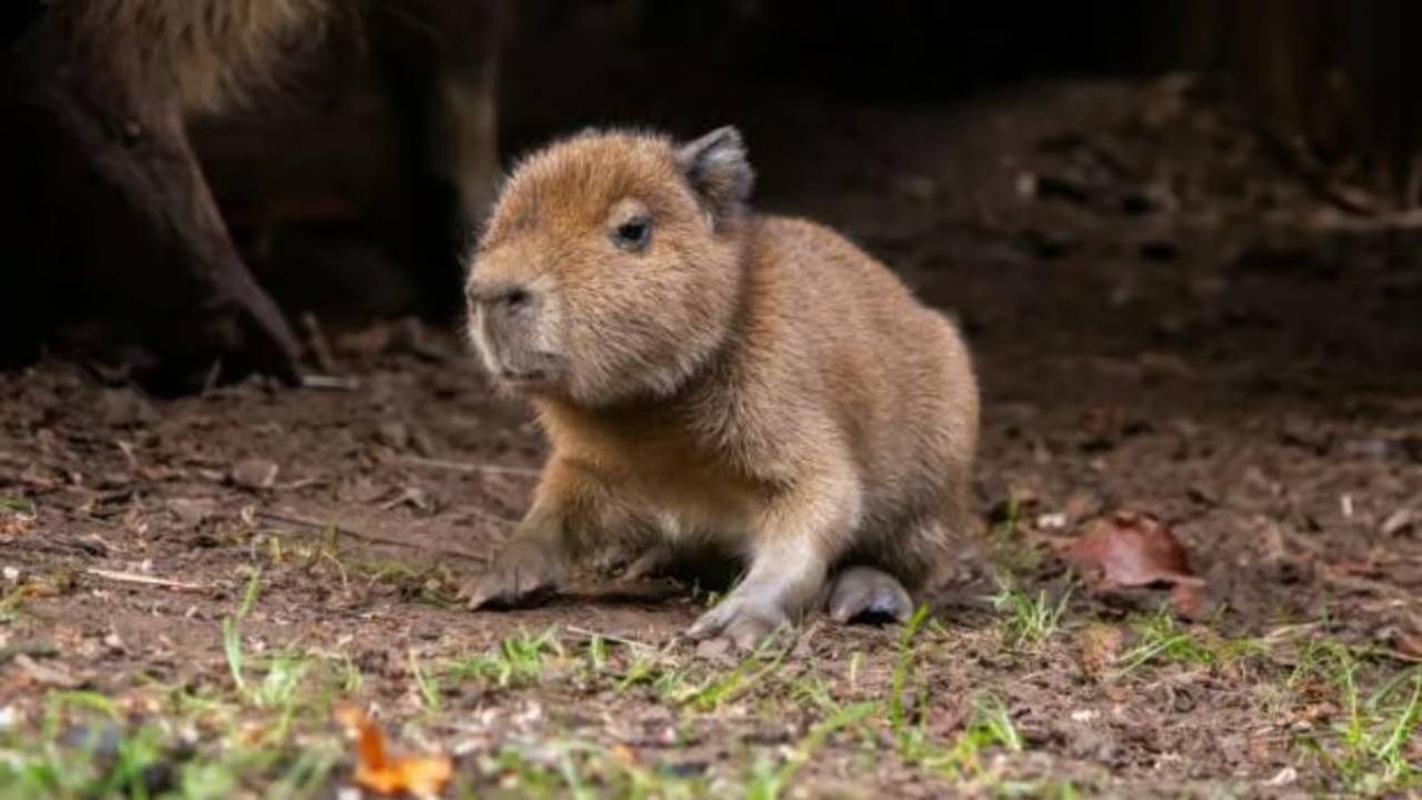 TikTok-famous capybara becomes a dad as Edinburgh Zoo welcomes first ...