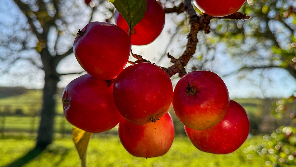 Experts outline seasonal tips for planting and caring for fruit trees