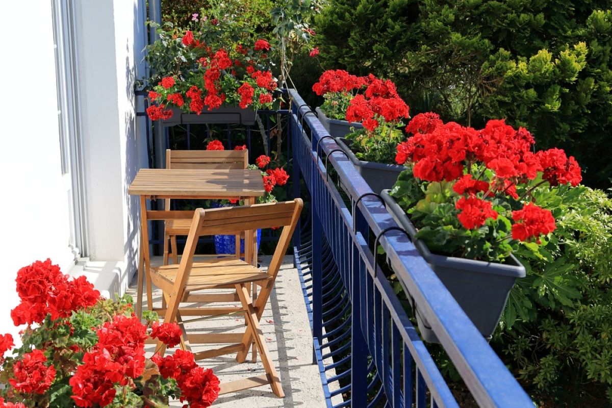 Non basta il sole: c’è un errore che rovina tantissime piante sul balcone