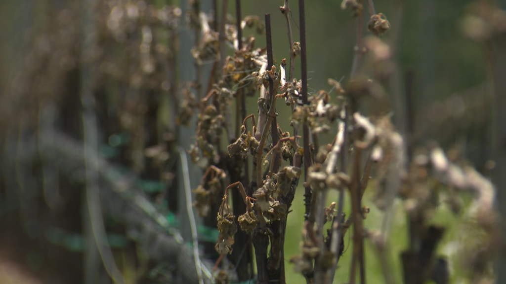 Maryland wineries could face $2.4 million loss after grape crops wiped ...