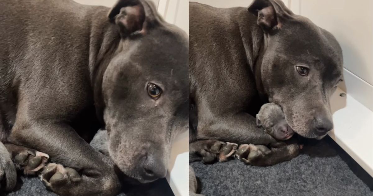 Dog tightly holds her tiny newborn babies like she's afraid to let go