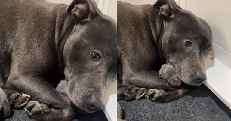 Dog tightly holds her tiny newborn babies like she's afraid to let go