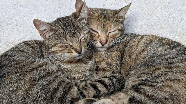 This clever cat invented a special secret language just to communicate ...
