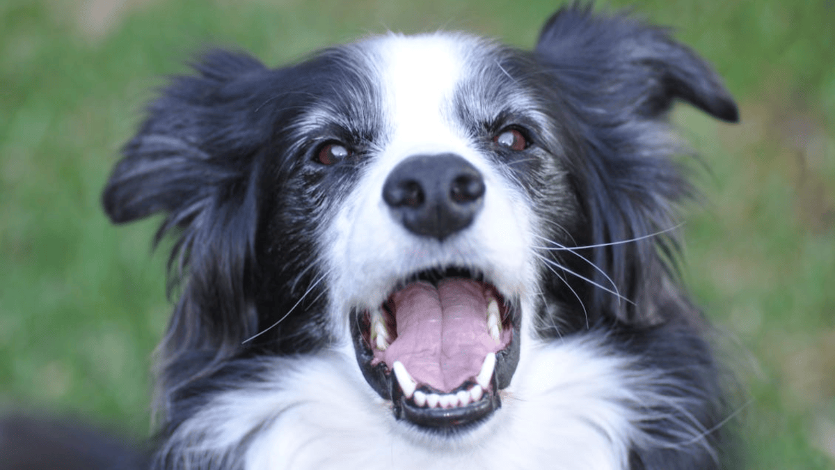These are officially the 9 smartest dog breeds, according to the ...