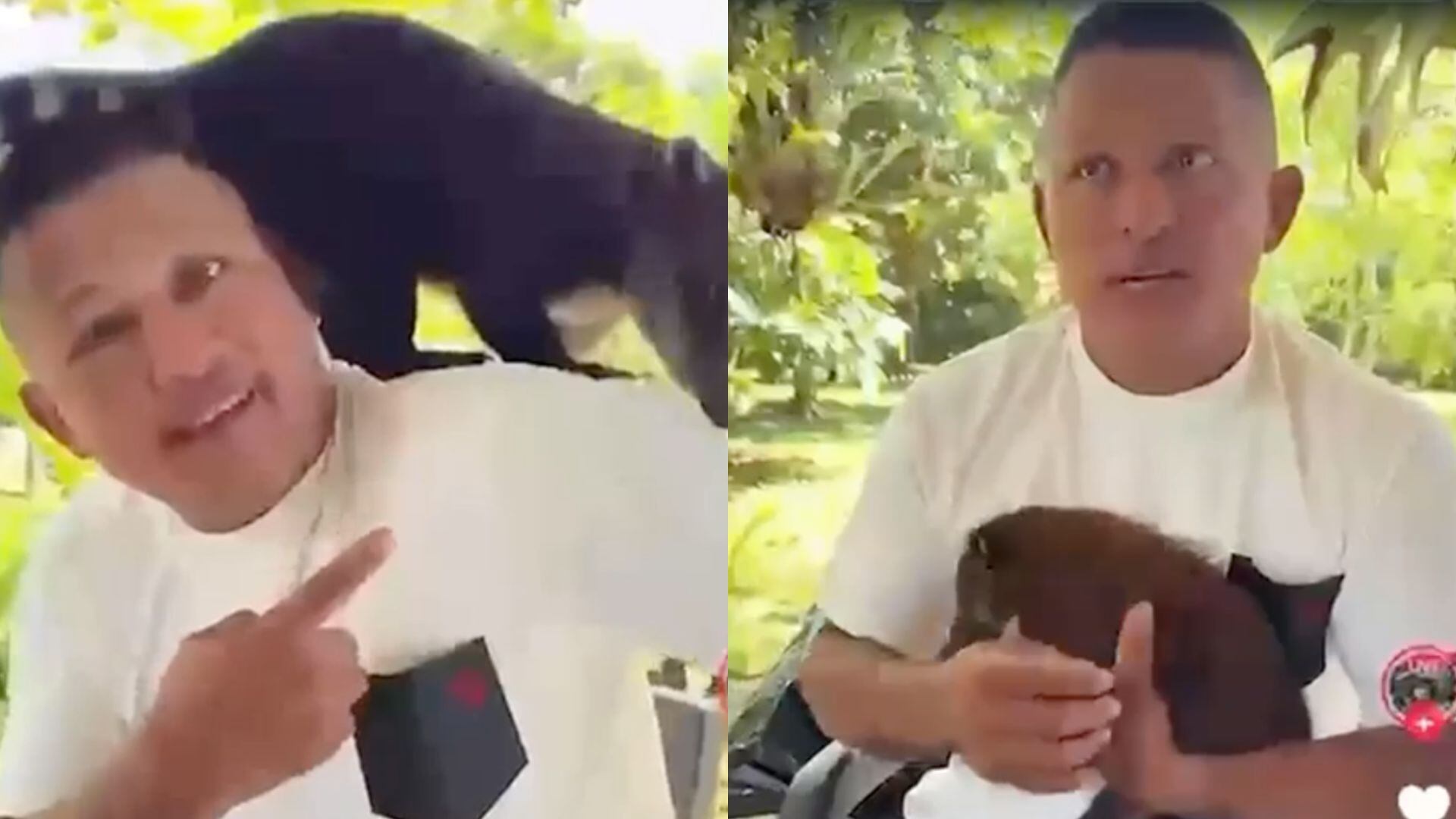 Envían a la cárcel a influencer que habría tenido loros y guacamayas en ...