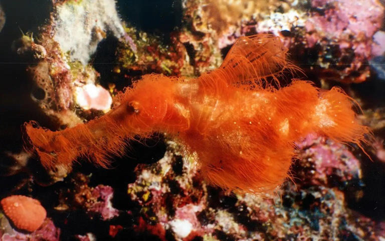 Bizarre, new fish species discovered — adorably dubbed 'Snuffleupagus ...