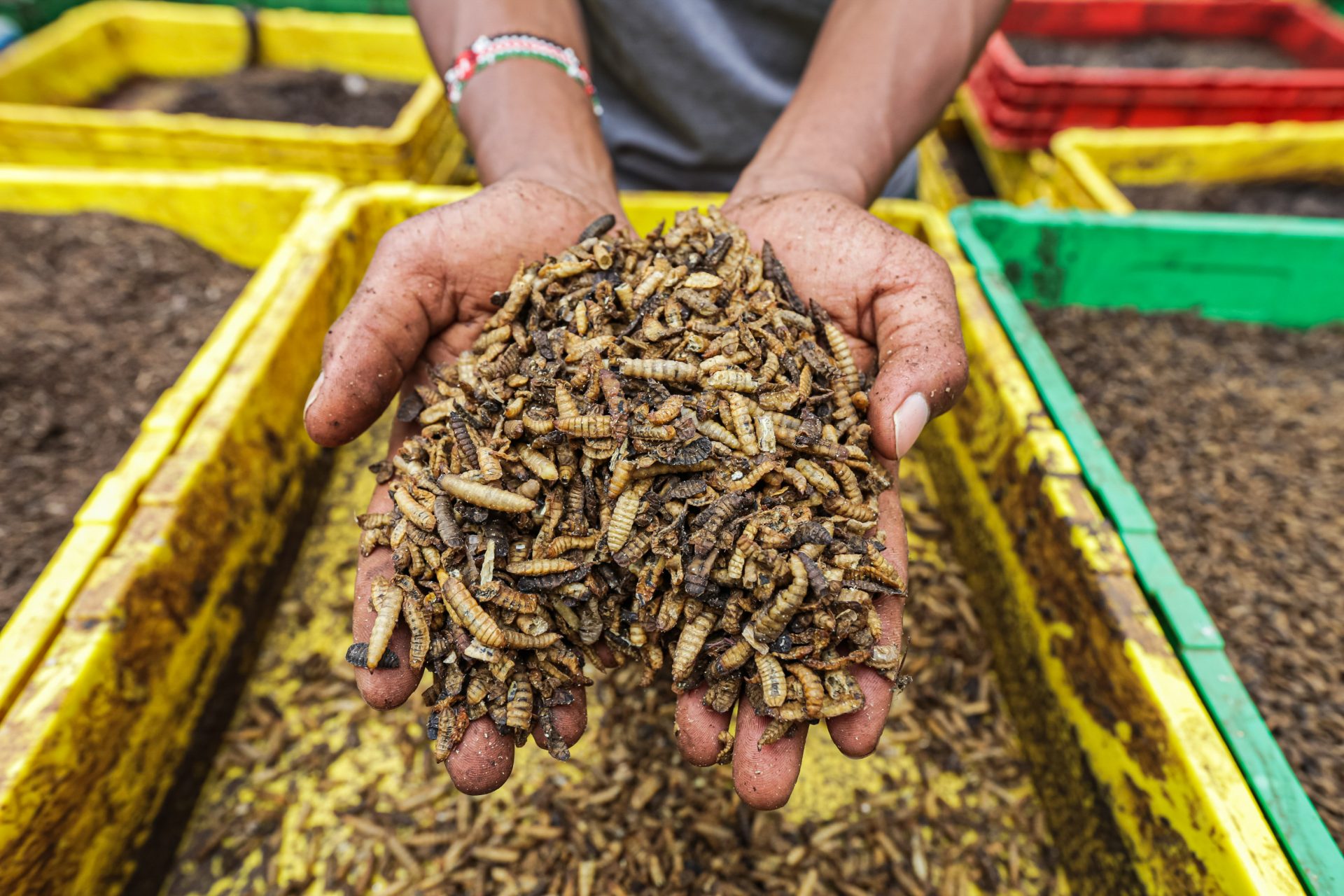 Worms are emerging as the food of the future