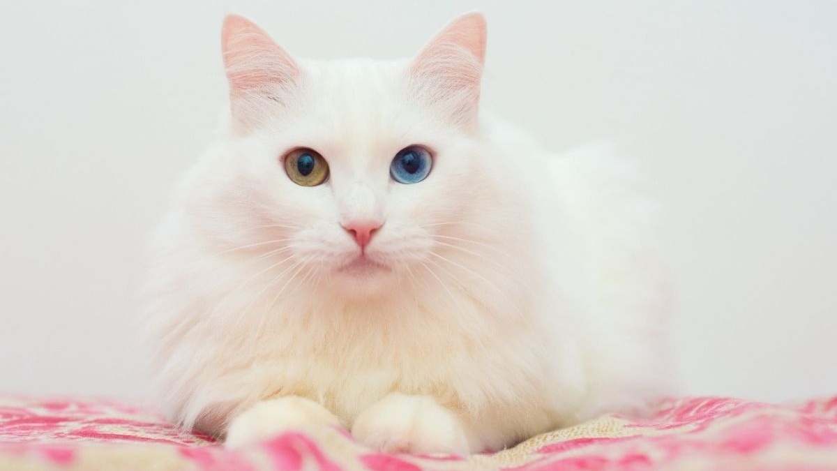 5 secret tips to keep your cat well hydrated at all times (especially ...