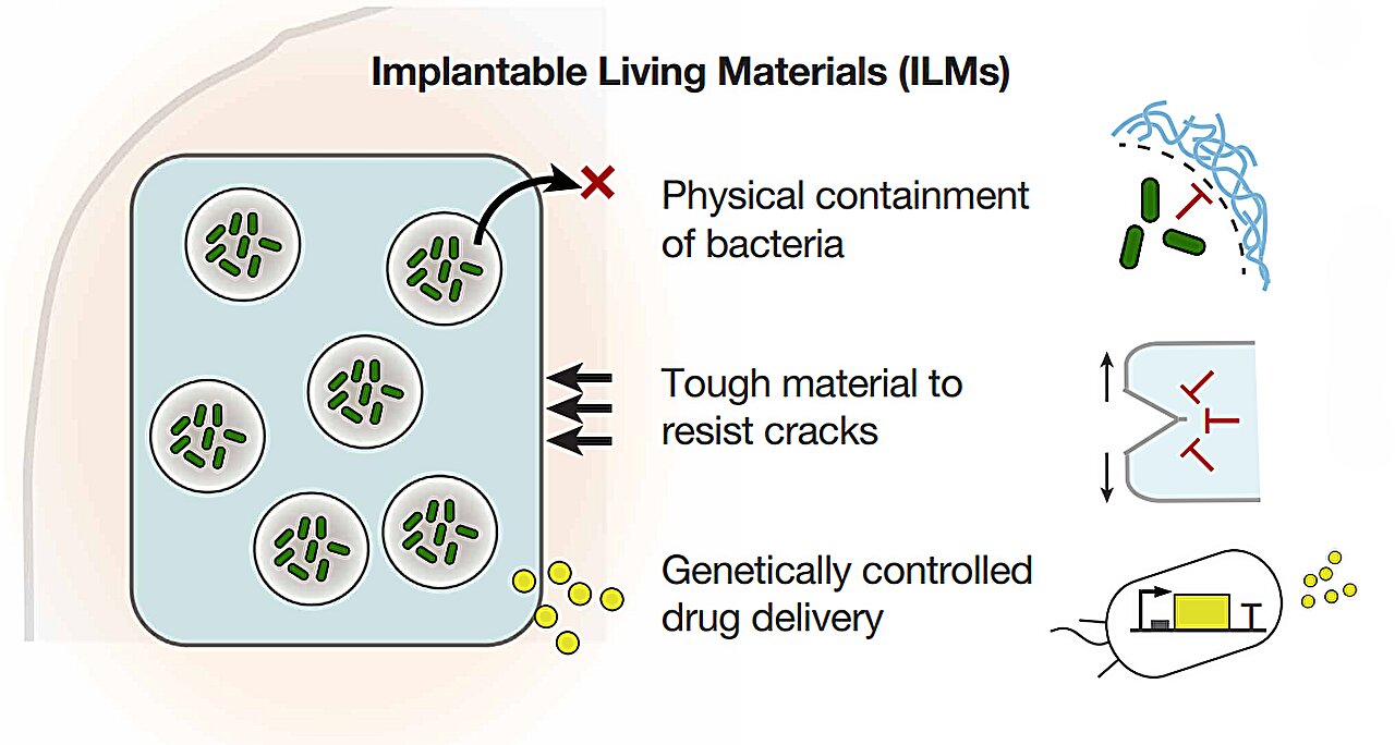Implantable bacteria can now be safely contained, clearing a major ...