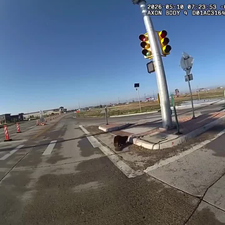 Stubborn beaver refuses to leave crosswalk (Credit: Firestone Police ...