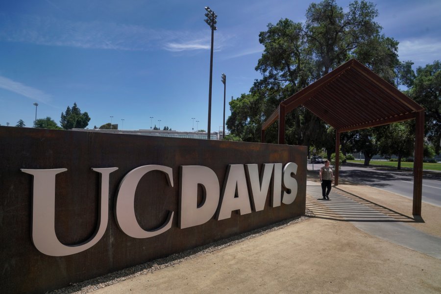 Bear spotted on UC Davis campus