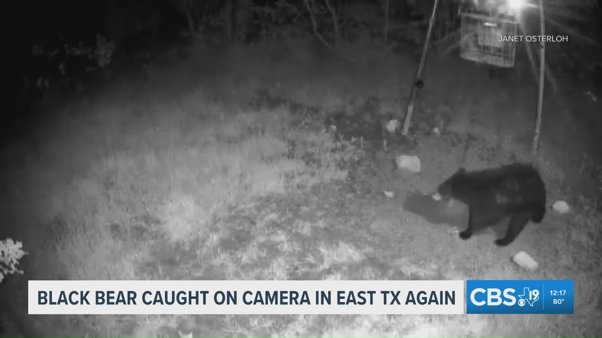 East Texas black bear spotted again near Neches