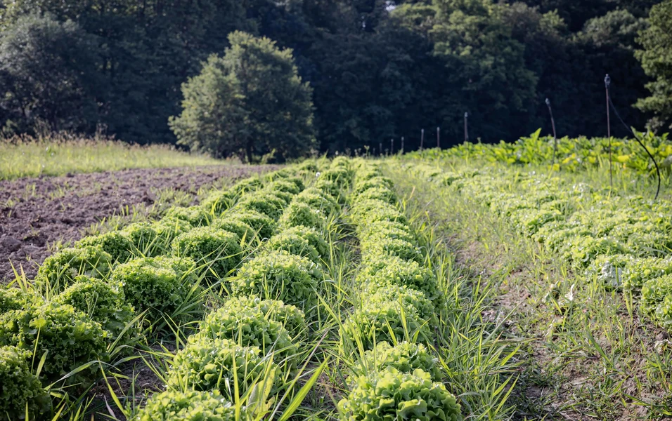 Smart tips for a thriving organic garden