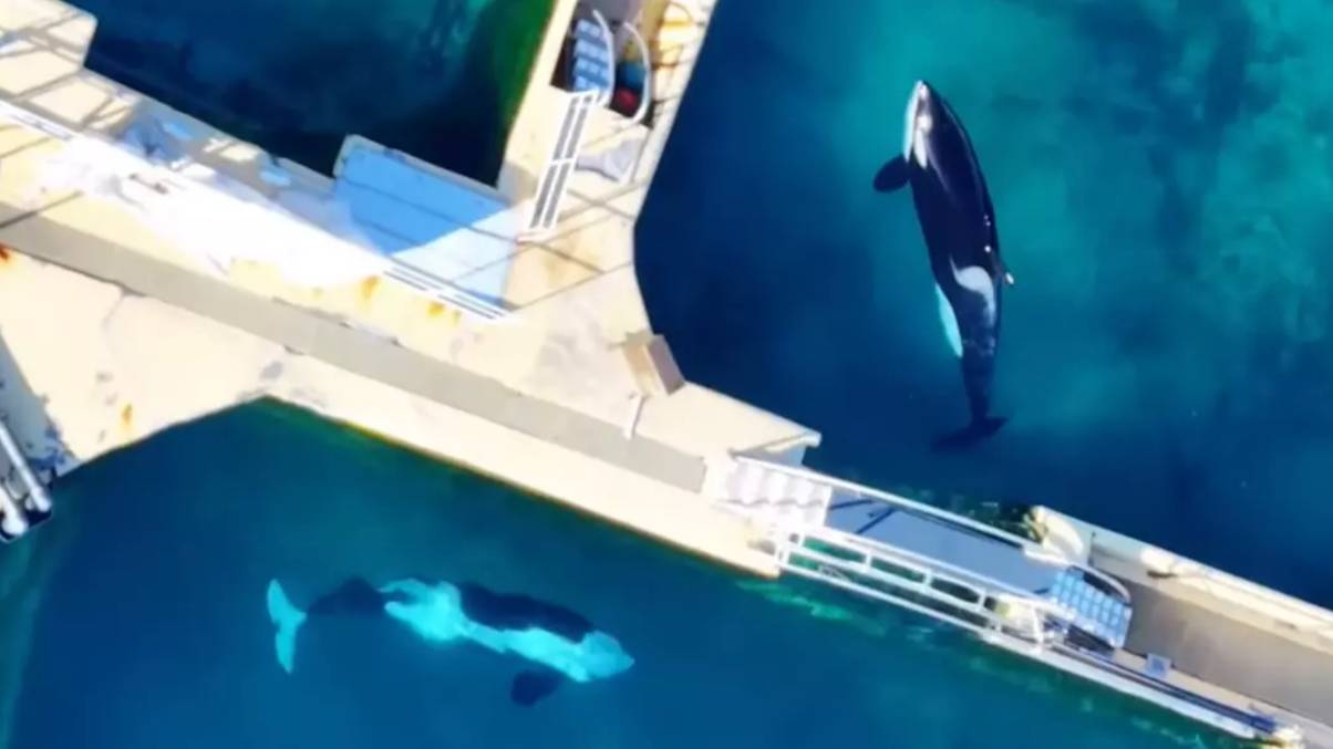 Huge update on two orcas left for dead in abandoned marine park