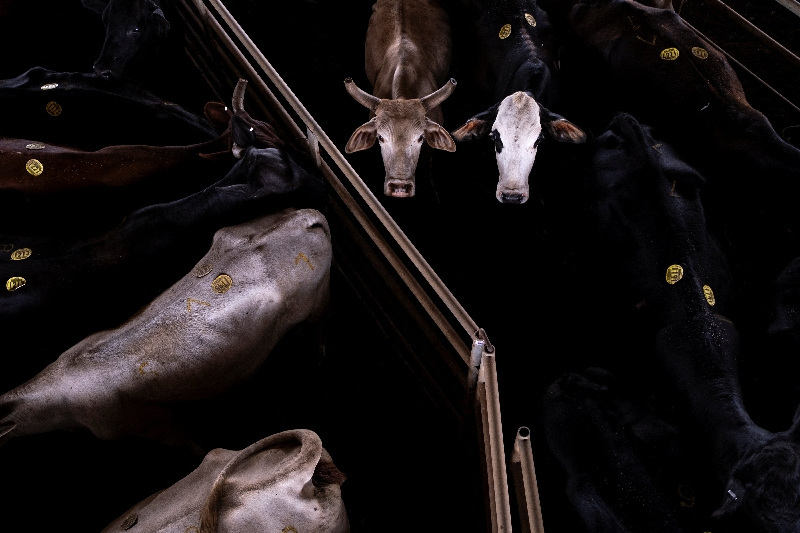 China renews expired export licenses for US beef plants, Chinese ...