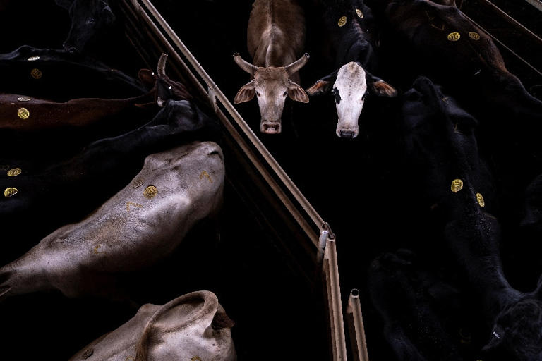 China renews expired export licenses for US beef plants, Chinese ...