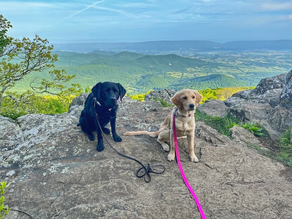 Dog-friendly Big Meadows in Shenandoah National Park