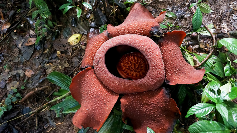 Why some flowers smell terrible and where to see them
