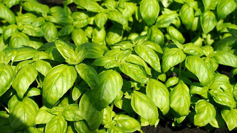9 easy to grow herbs that can take the heat and will thrive all summer long