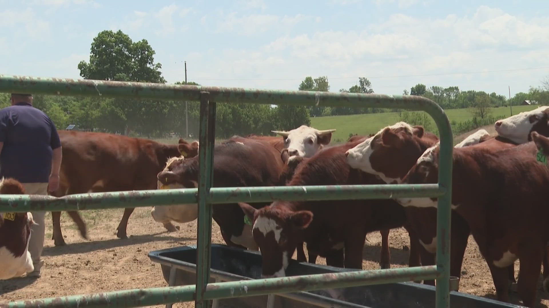 Droughts impact Taylor County farms