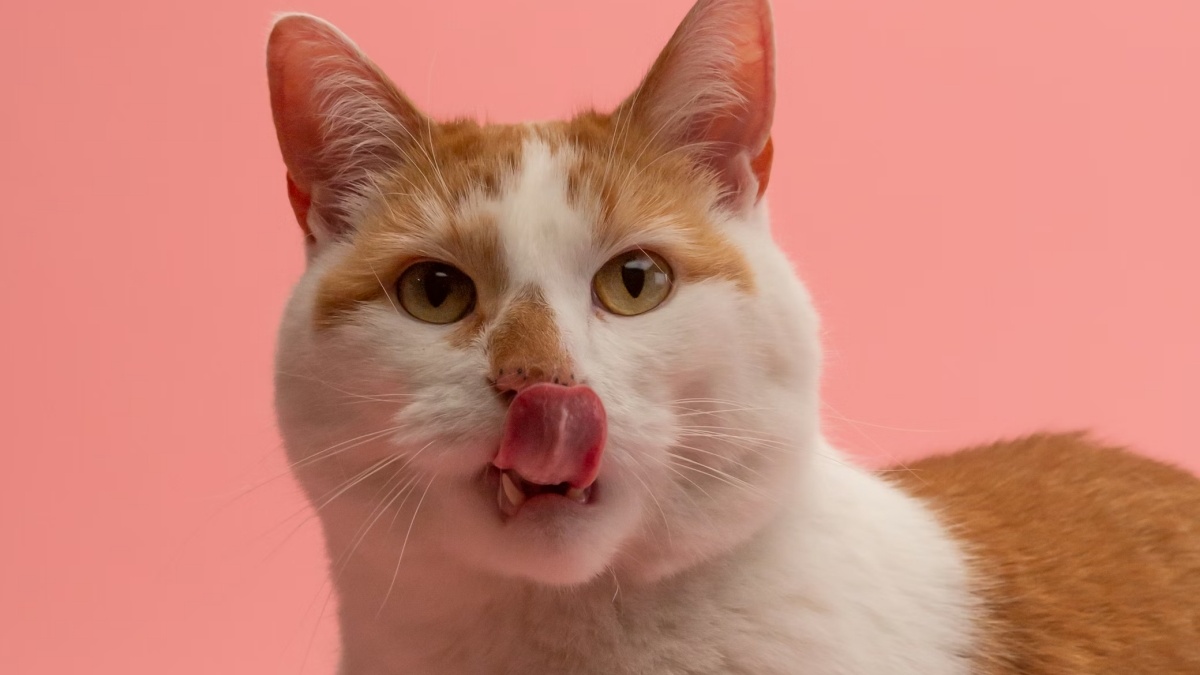 8 silent signs your cat could be very ill, veterinarians warn