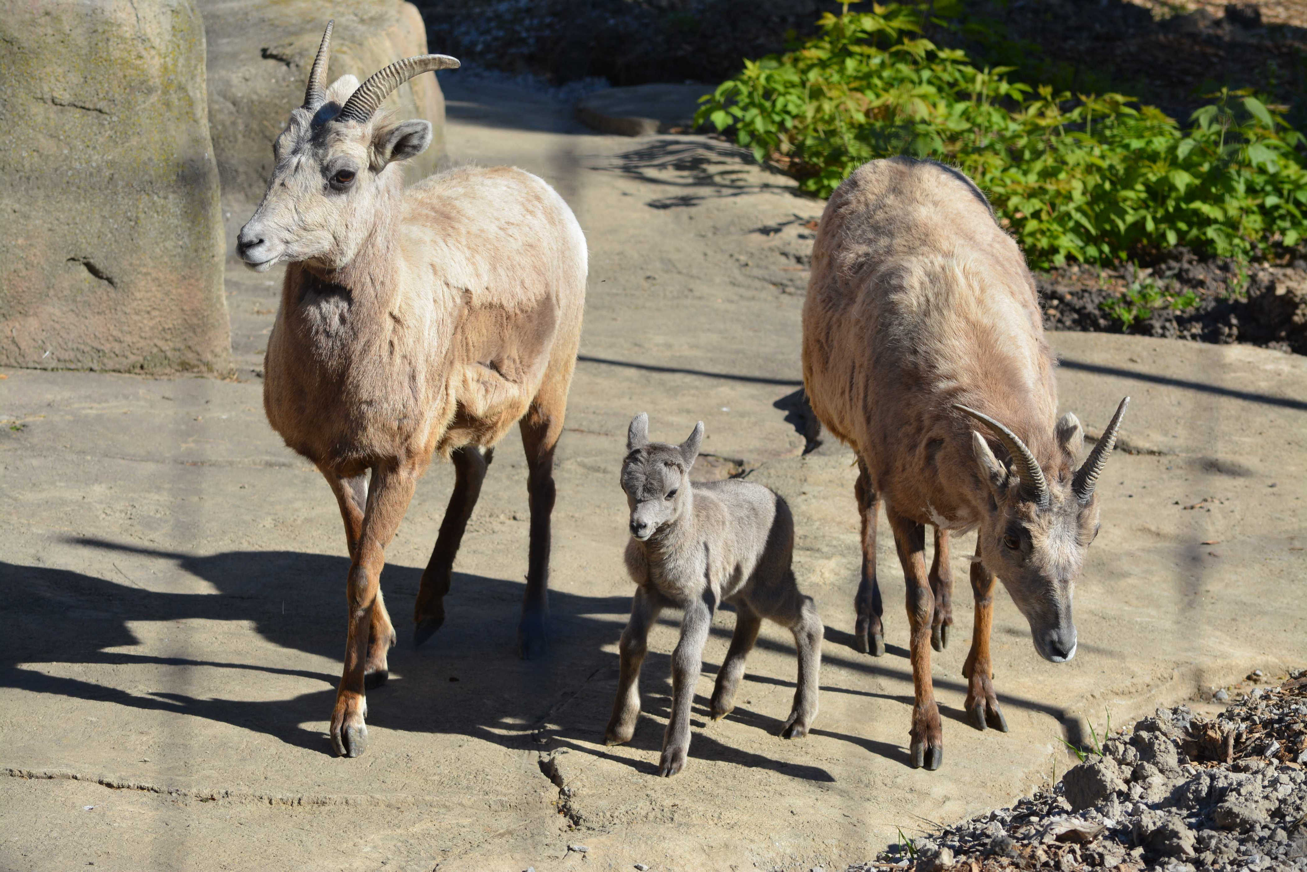 Racine Zoo welcomes new bighorn sheep