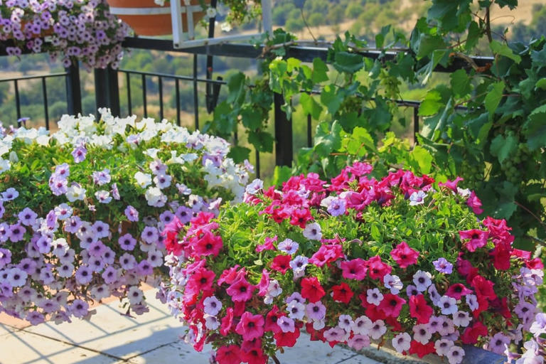 Non basta il sole: c’è un errore che rovina tantissime piante sul balcone