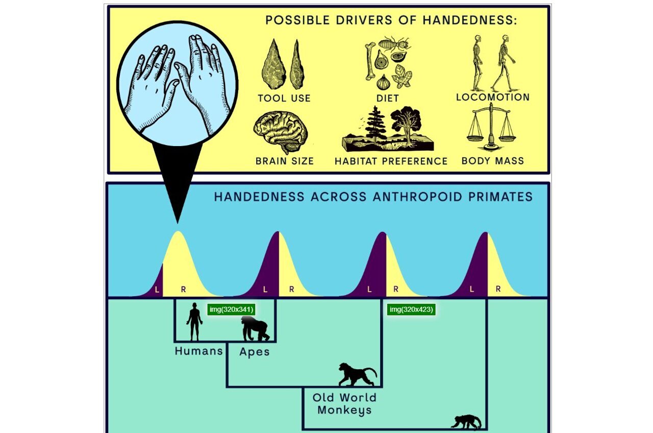 Why is almost everyone right-handed? The answer may lie in how we ...