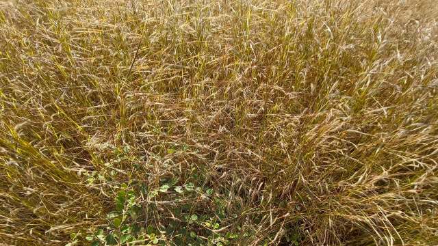 Volunteer crews race to rip out invasive grass before it turns Arizona ...