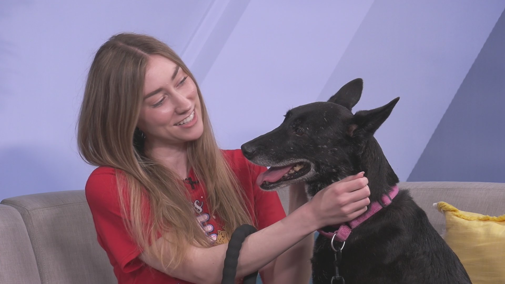 Pet connection: Meet Midnight from SWH