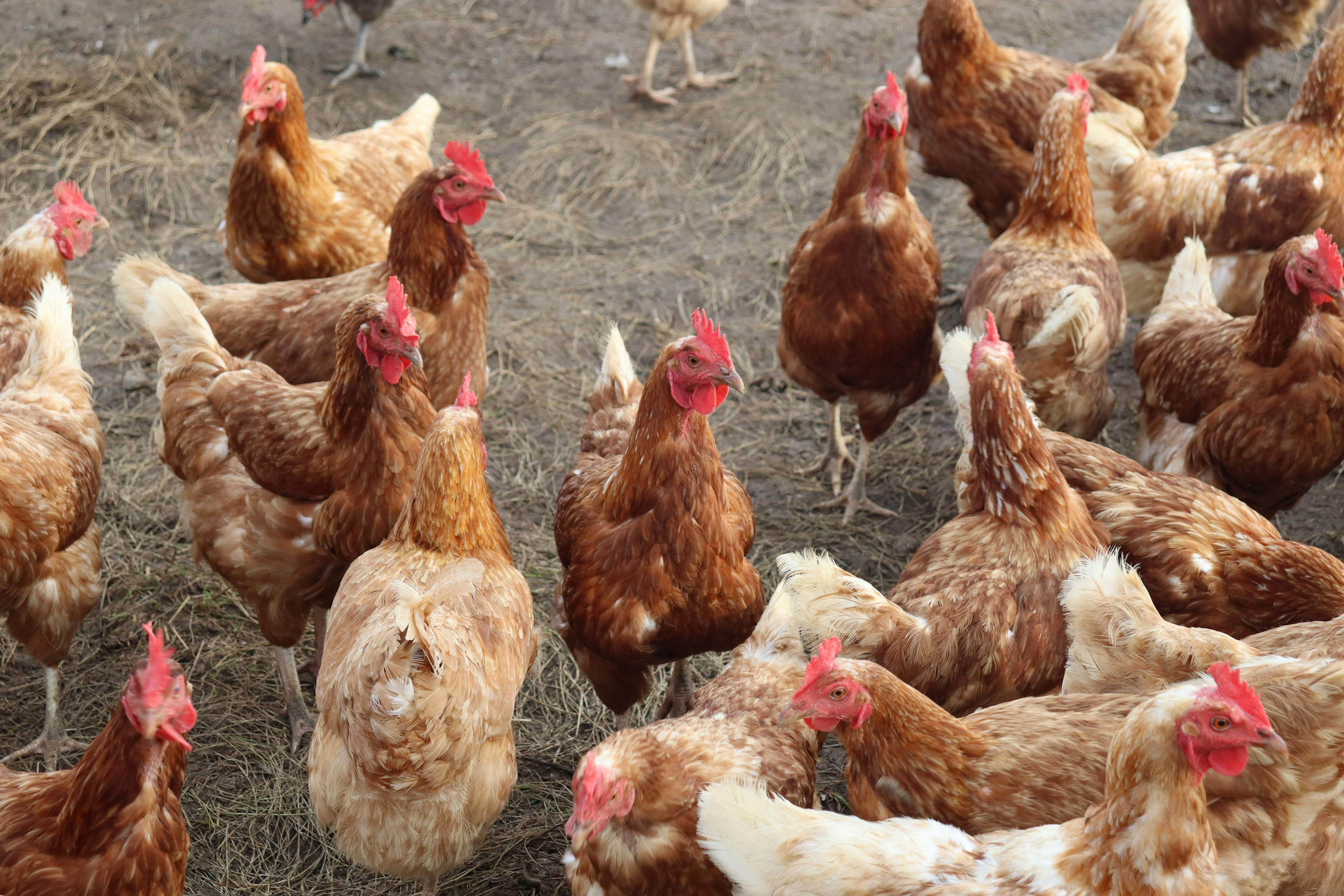 Vogelgriep op pluimveebedrijf in Flevoland: 55.000 kippen gedood