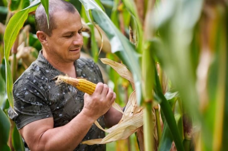 6 farmer-backed secrets to picking the sweetest corn every time