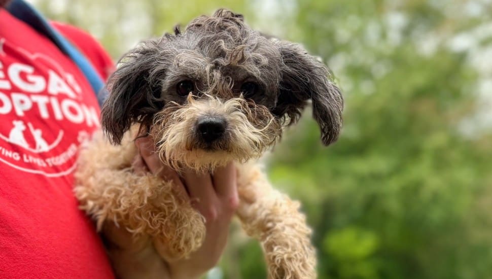 44 dogs rescued from Broomall home now recovering at Brandywine Valley SPCA