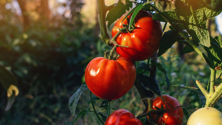 The key to thriving tomato plants is hiding in your bathroom cabinet ...
