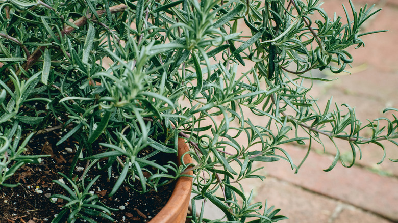 9 easy to grow herbs that can take the heat and will thrive all summer long