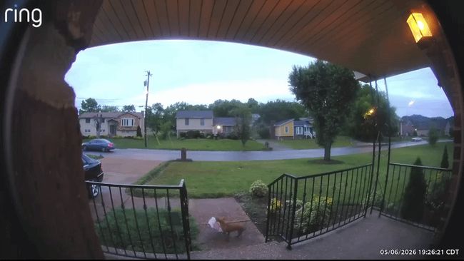 Tiny dog steals food delivery from front porch