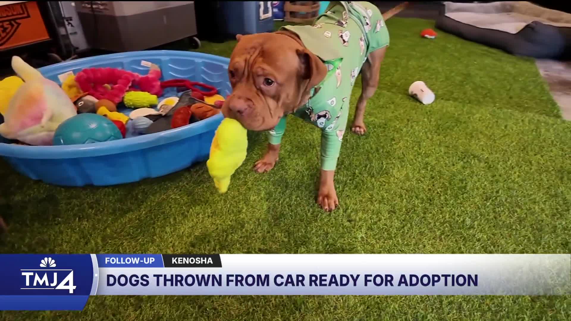 Kenosha woman who rescued 3 abandoned dogs says they're ready for their ...