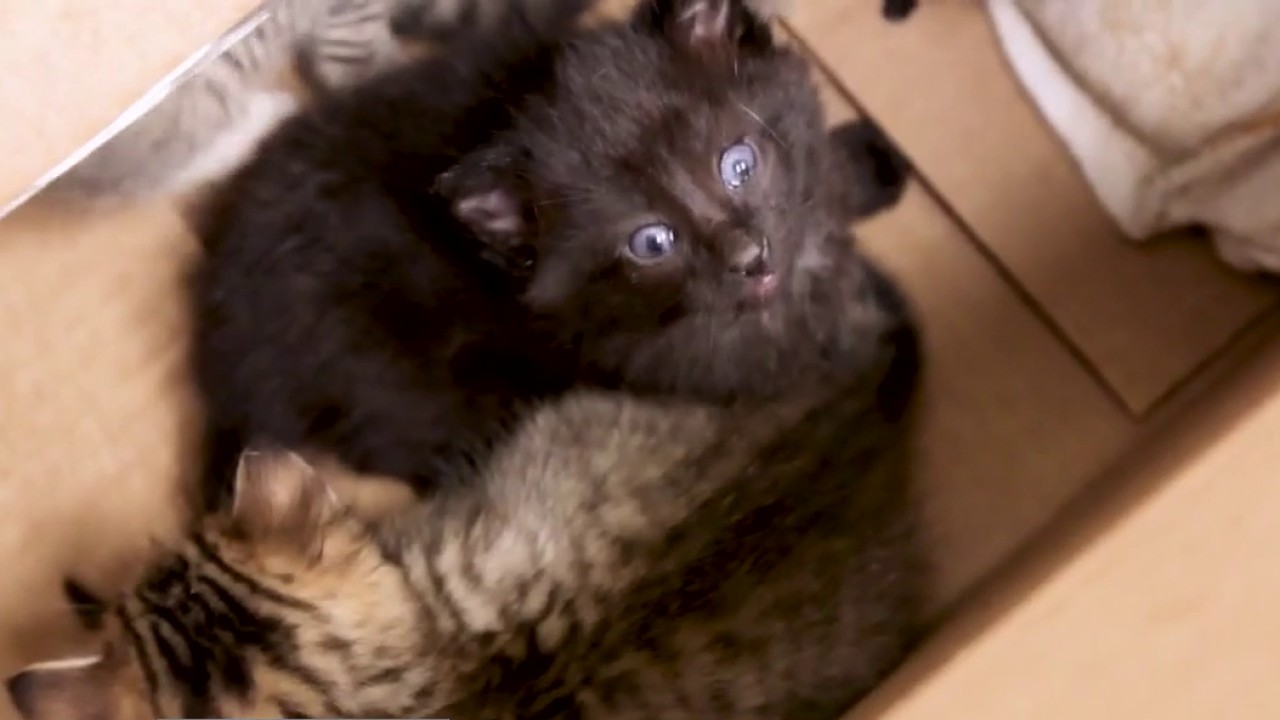 Kittens in the spring: What to do if you find o