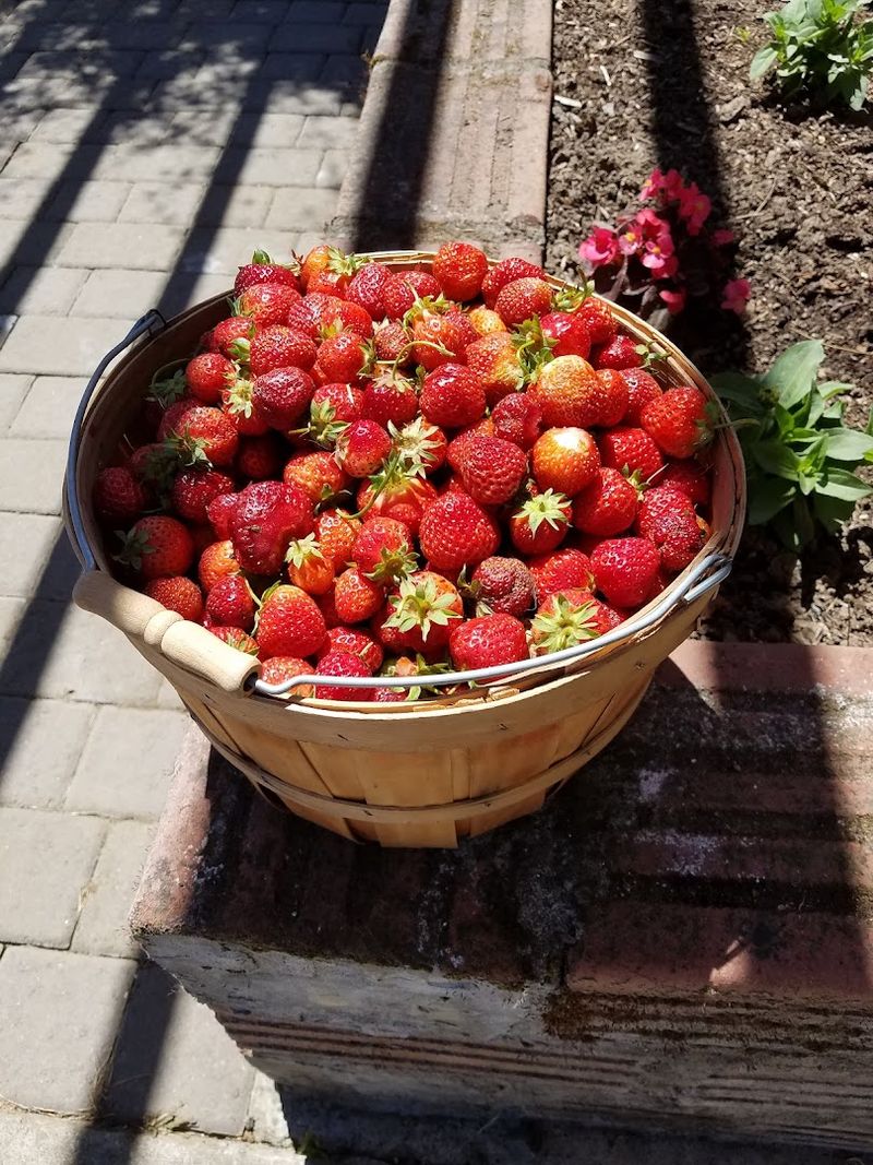 The Oregon berry farm where you pick your own fruit for $5 and eat as ...