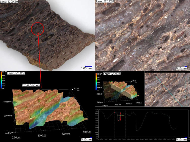 Scientists found a 66-million-year-old dinosaur bone with collagen ...