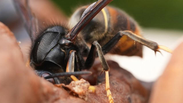 Species more aggressive than 'murder hornet' intercepted on ship en ...