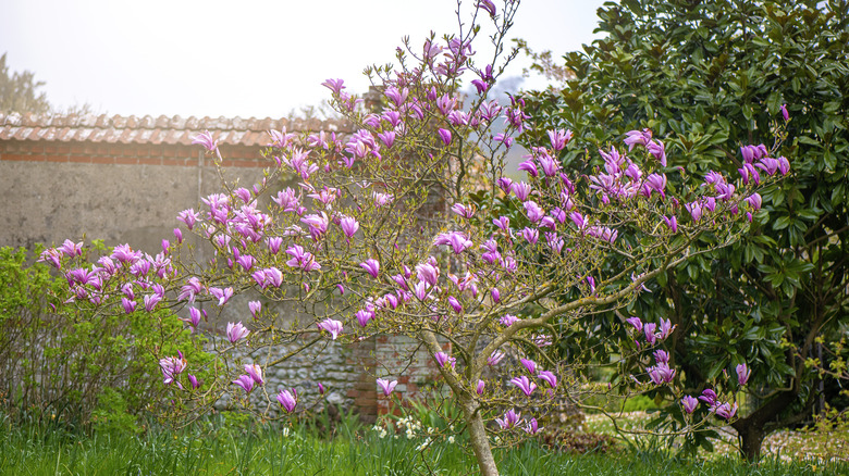 Showstopping pink trees to add to your yard that birds love to visit
