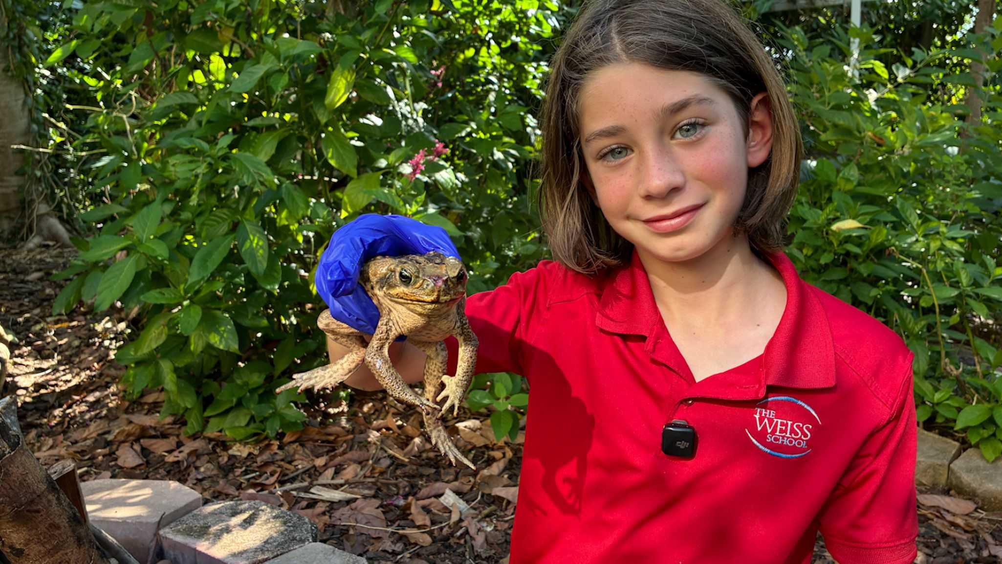 Fourth-grader hunts toxic cane toads to protect pets and Florida wildlife